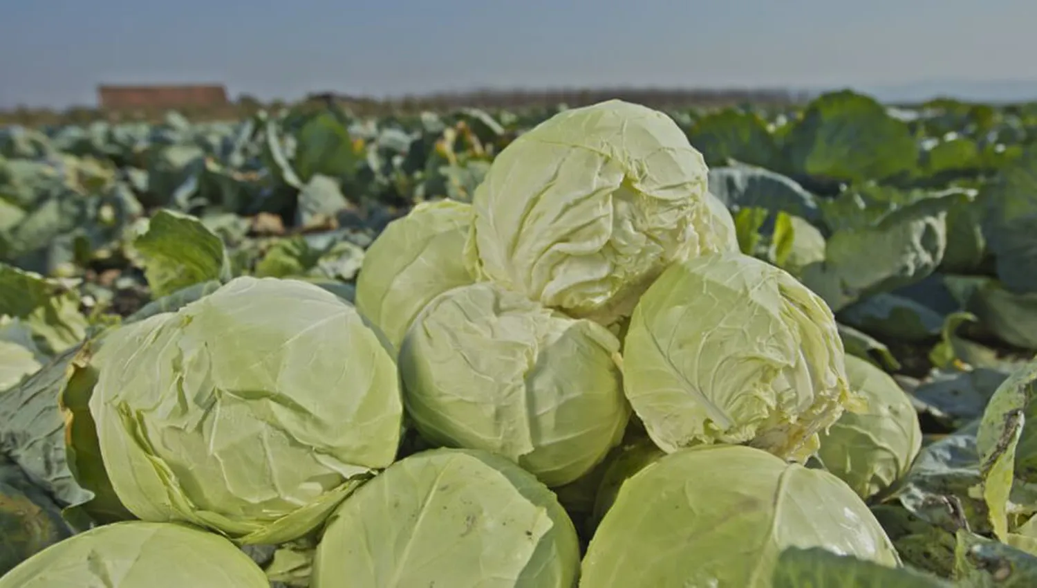 Futoški kupus: Tradicija i izazovi srpske poljoprivrede | Aktual.rs